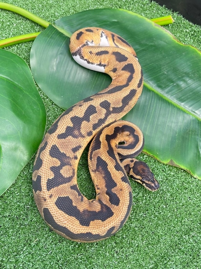Leopard Pied Het Candy Ball Python by Bulldog llc