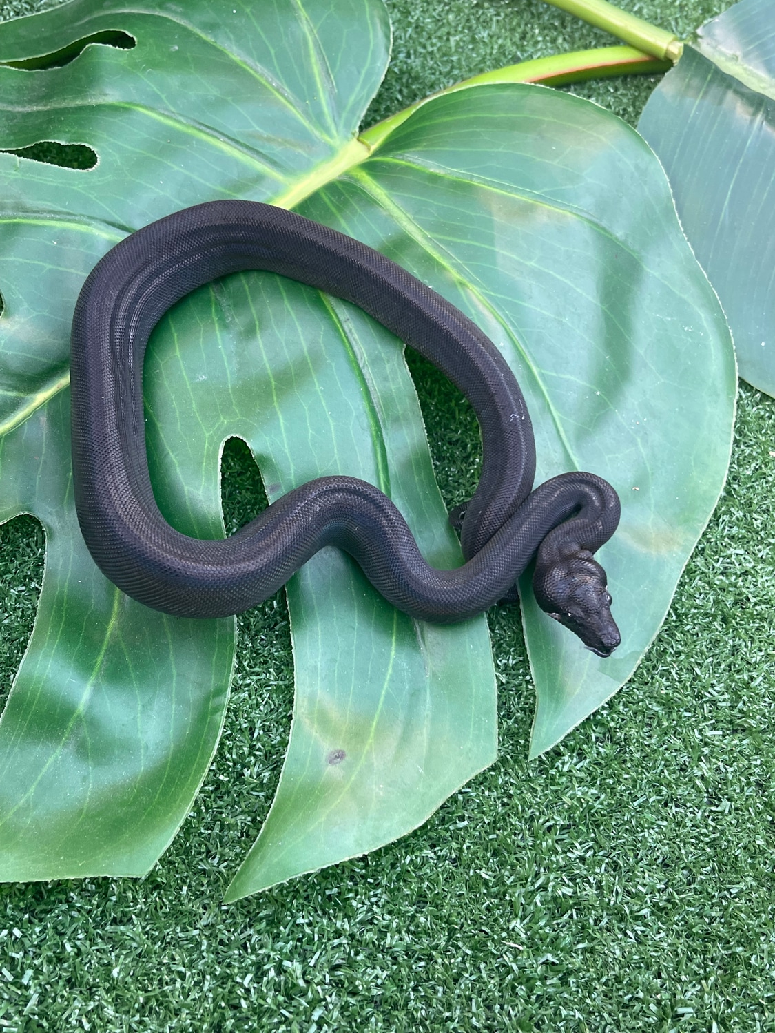 Motley Black Devil Boa Constrictor by Bulldog llc - MorphMarket