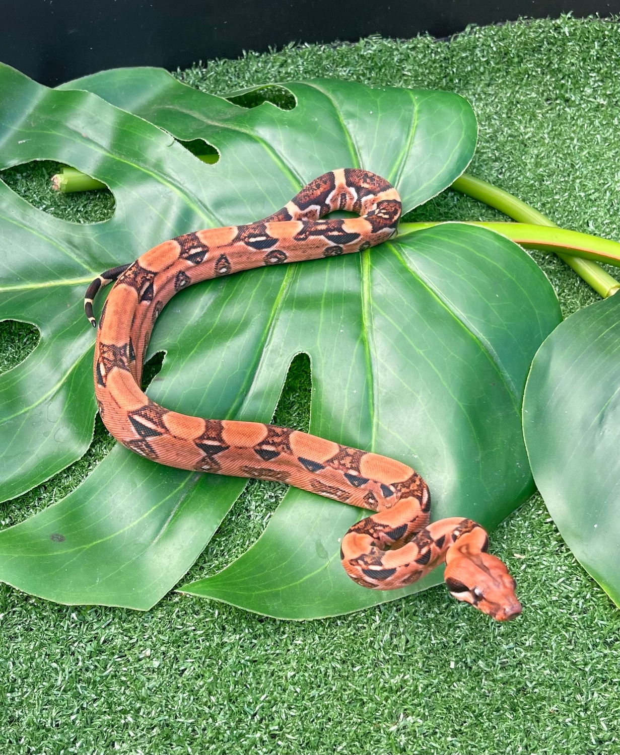 Blood Het Albino Boa Constrictor by Bulldog llc - MorphMarket