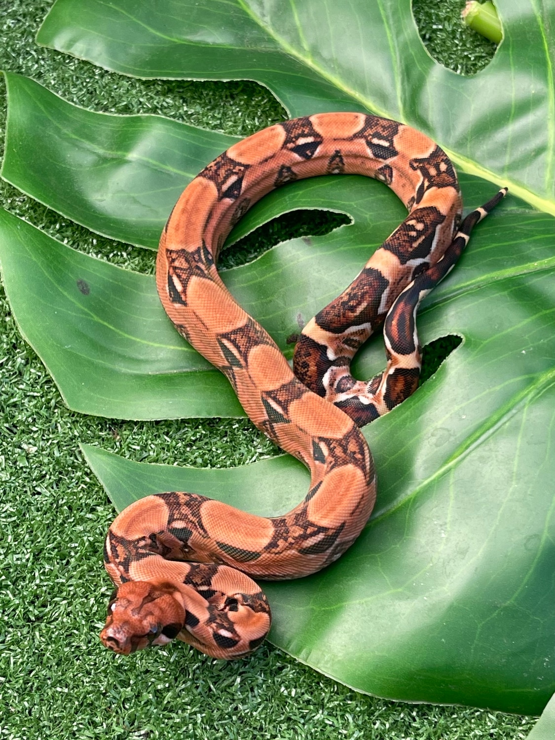 Blood Het Albino Boa Constrictor by Bulldog llc - MorphMarket