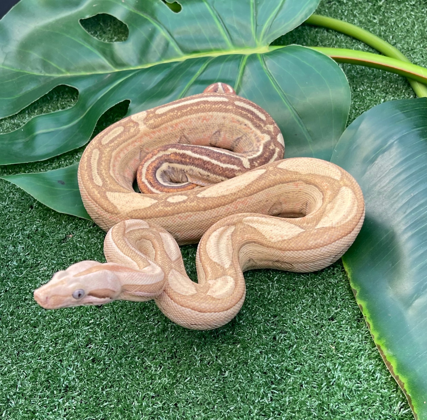 VPI LAB Het SNOW Boa Constrictor by Bulldog llc - MorphMarket