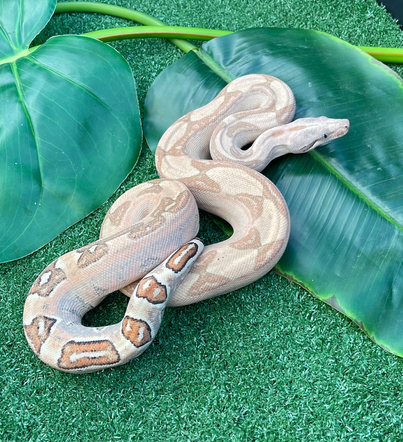 Lab DH Het Vpi Snow Boa Constrictor by Bulldog llc - MorphMarket