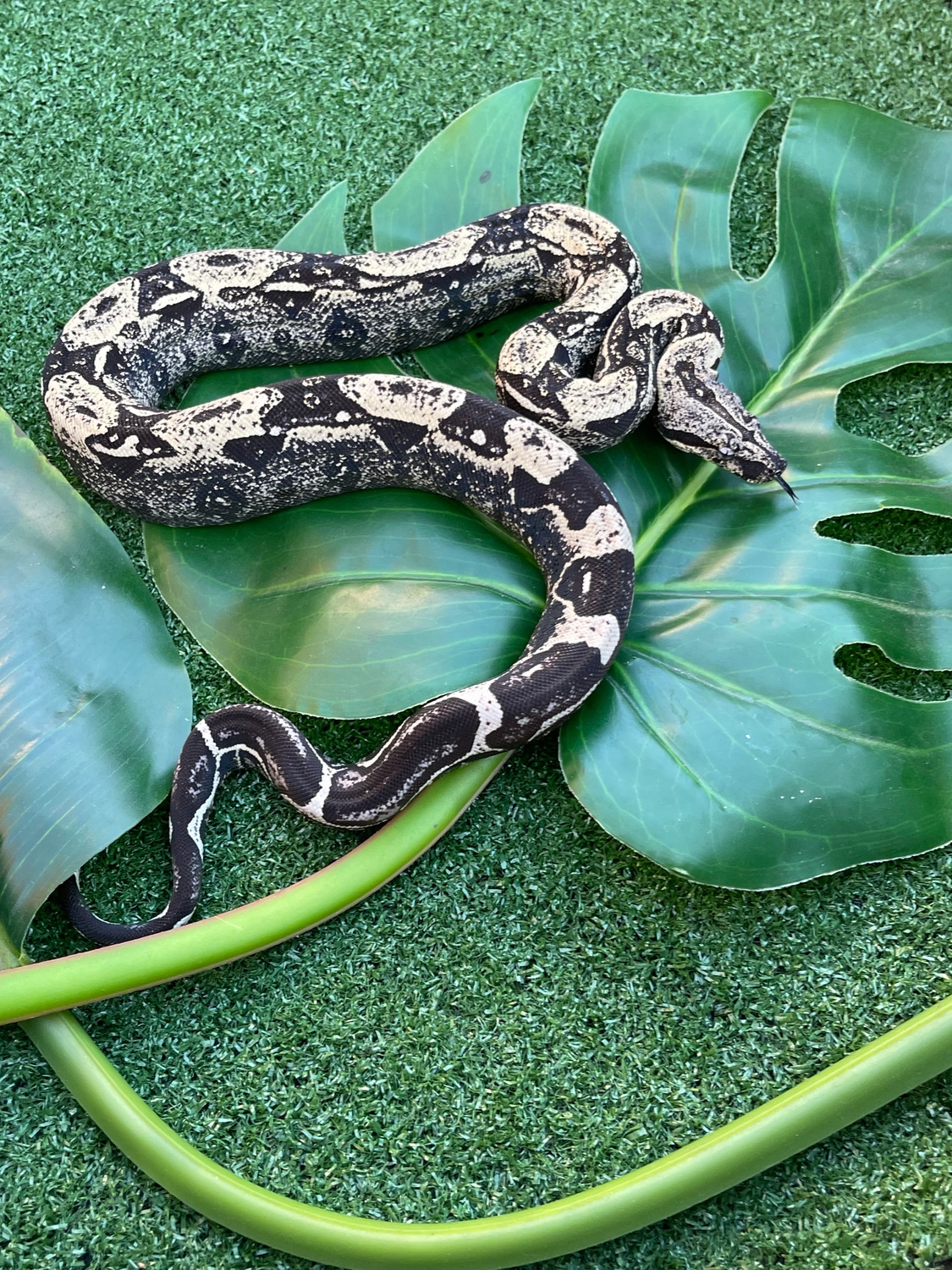 Img Vpi Snow Jungle Boa Constrictor by Bulldog llc - MorphMarket