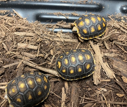 Hypo Redfoot Male Red-footed Tortoise by Bulldog llc - MorphMarket