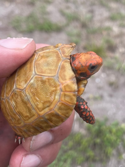 Hypo Redfoot Male Red-Footed Tortoise by Bulldog llc