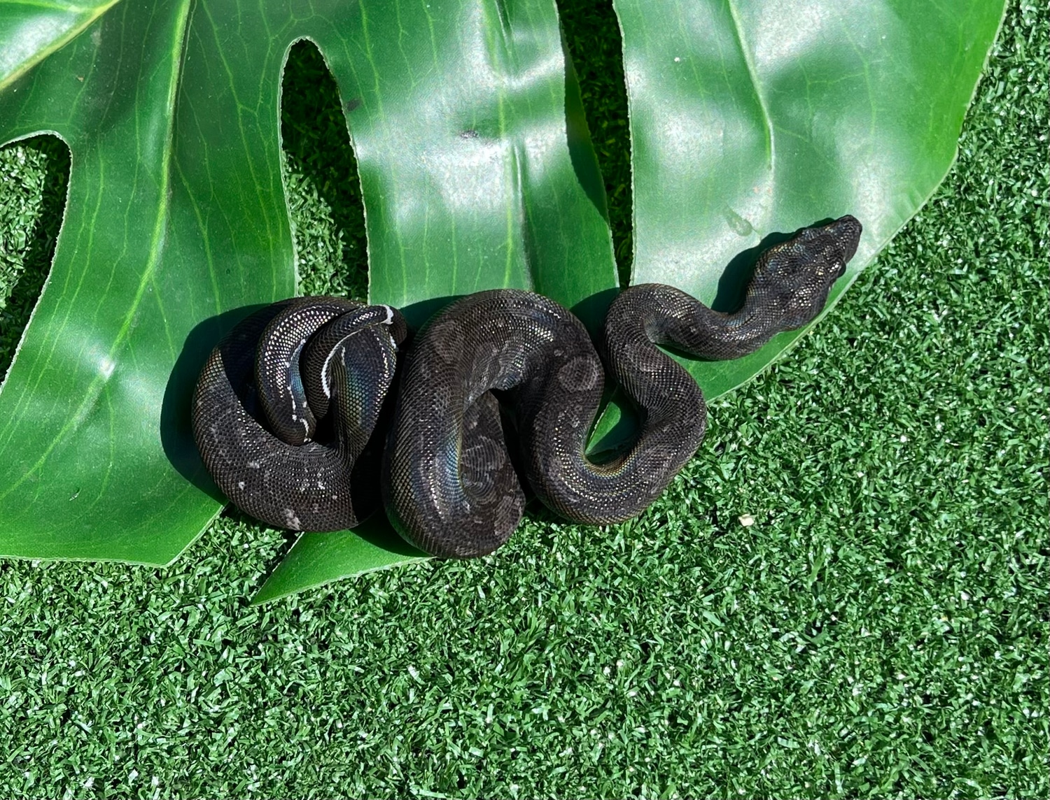 Black Devil Pos Het Albino Boa Constrictor by Bulldog llc - MorphMarket