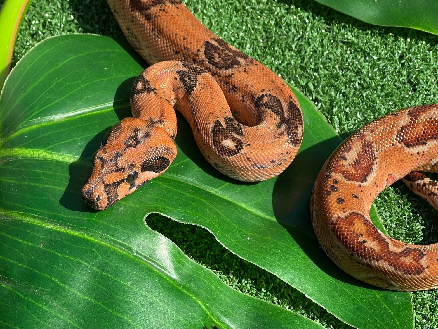 Hype Leopard Het Lipstick Line Albino Boa Constrictor by Bulldog llc ...
