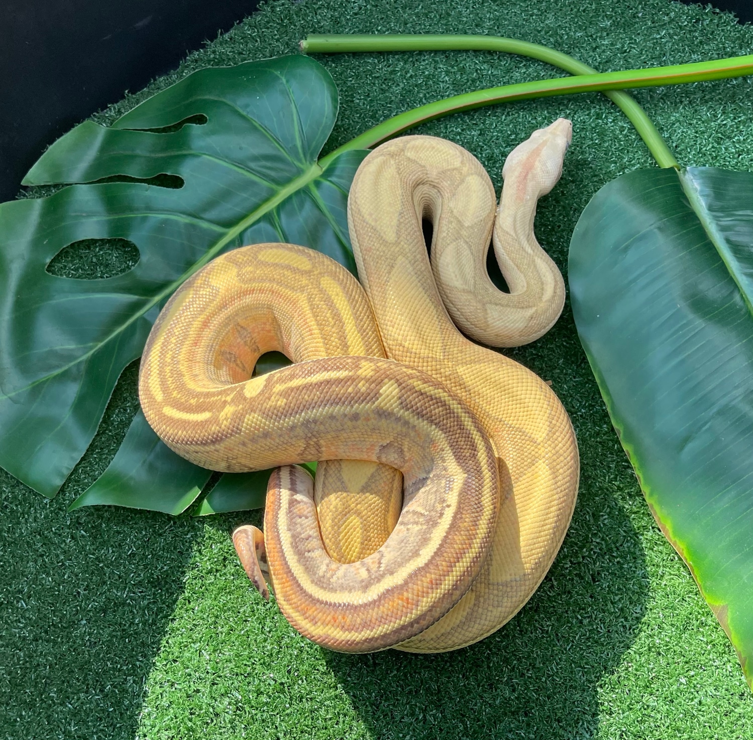 VPI LAB Het SNOW Boa Constrictor by Bulldog llc - MorphMarket