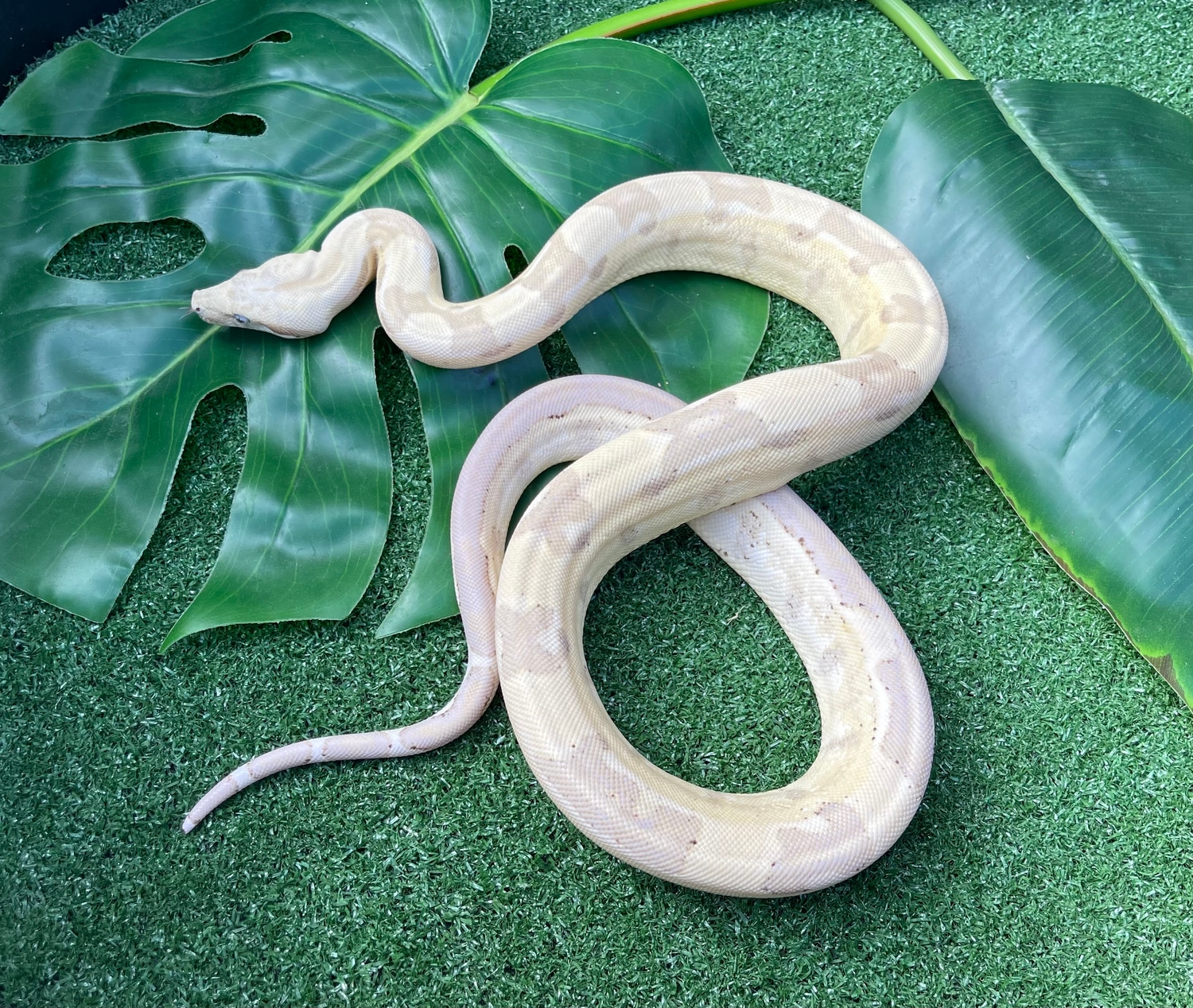 Vpi Snowglow Boa Constrictor by Bulldog llc - MorphMarket
