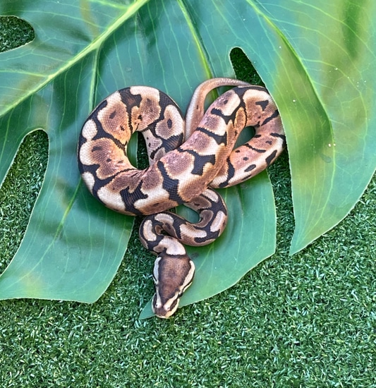 Black Widow! DH Albino, Pied Ball Python by Bulldog llc