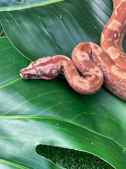 Img Vpi Sunglow 66% Het Blood Boa Constrictor by Bulldog llc