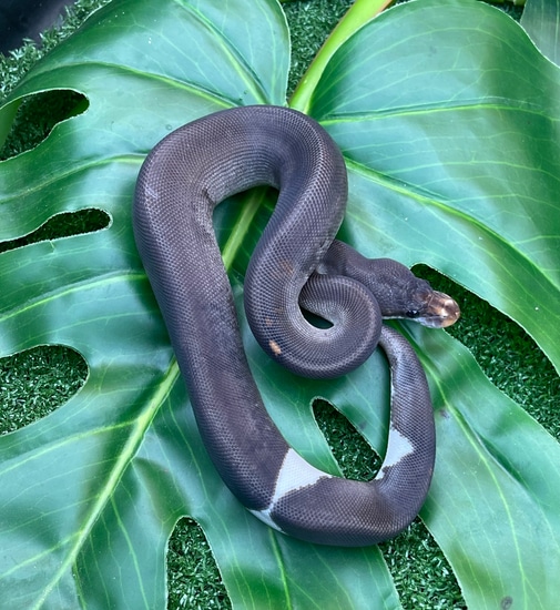 Urban Camo Het Pied, 66% Het Candy Ball Python by Bulldog llc