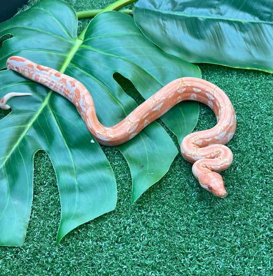 Red Dragon Boa Constrictor by Bulldog llc