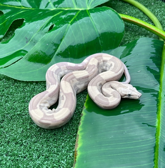 Ghost, Kw, Aztec, Jungle Het Vpi Boa Constrictor by Bulldog llc