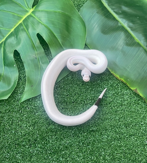 Panda Pied 50% Het Candy Ball Python by Bulldog llc