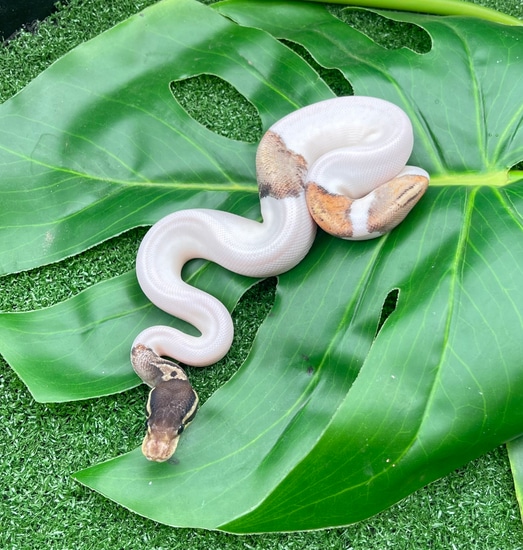 Pewter Pied Ball Python by Bulldog llc