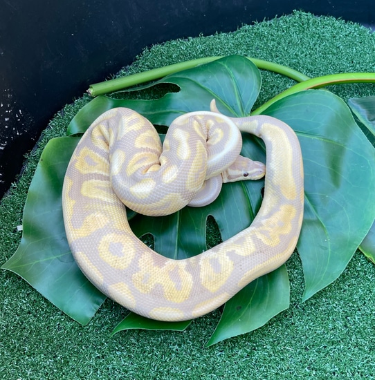 Black Pastel Candy Het Pied Ready To Breed Ball Python by Bulldog llc