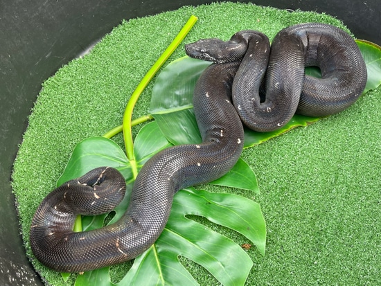 Black Devil Boa Constrictor by Bulldog llc