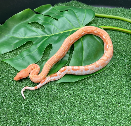 Red Dragon Boa Constrictor by Bulldog llc