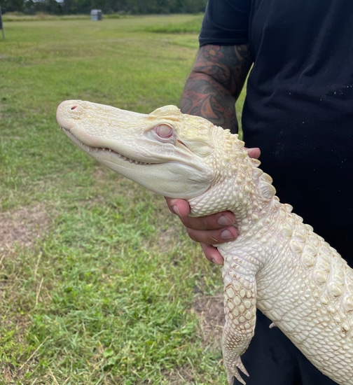 Albino Alligator American Alligator by Bulldog llc