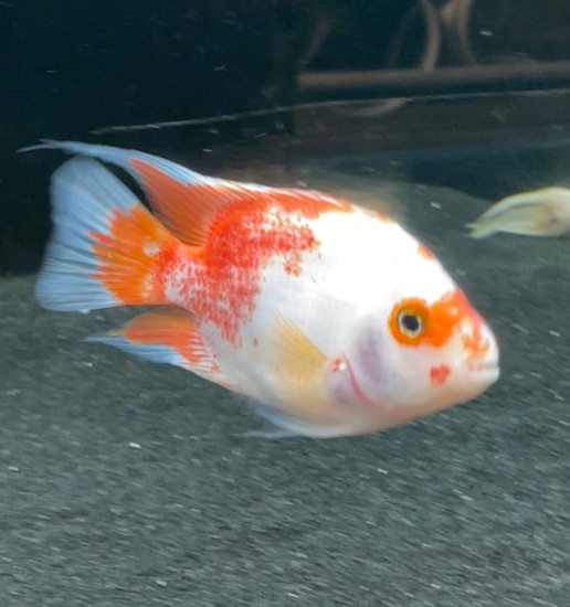 Christmas Parrot Cichlid Other Freshwater Fish by Bulldog llc