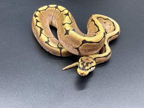 Fire Spider Ball Python by 215 Reptiles