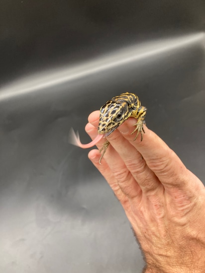 Gold Tegu Columbian Tegus by 215 Reptiles