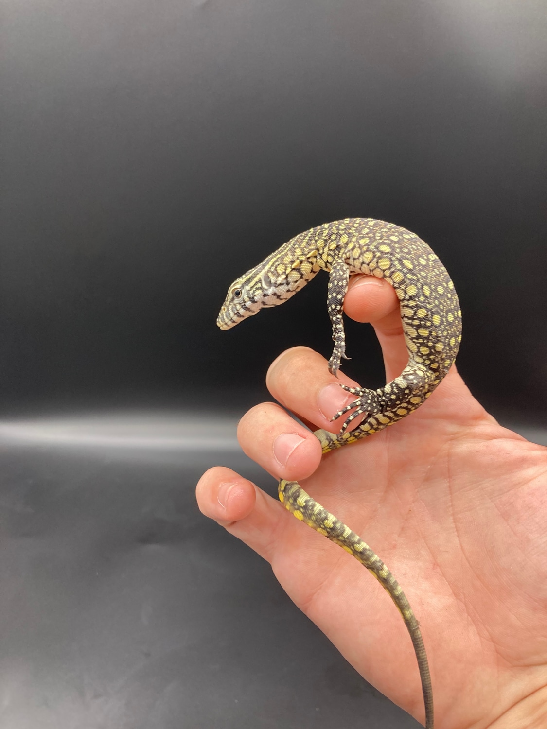Nile Monitor by 215 Reptiles - MorphMarket