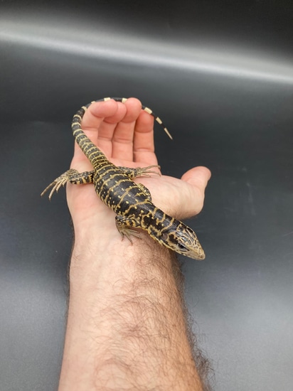2023 Gold Tegu Columbian Tegus by 215 Reptiles