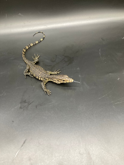 **$225**shipped Sumatran Water Monitor $225 Shipped Black Roughneck ...