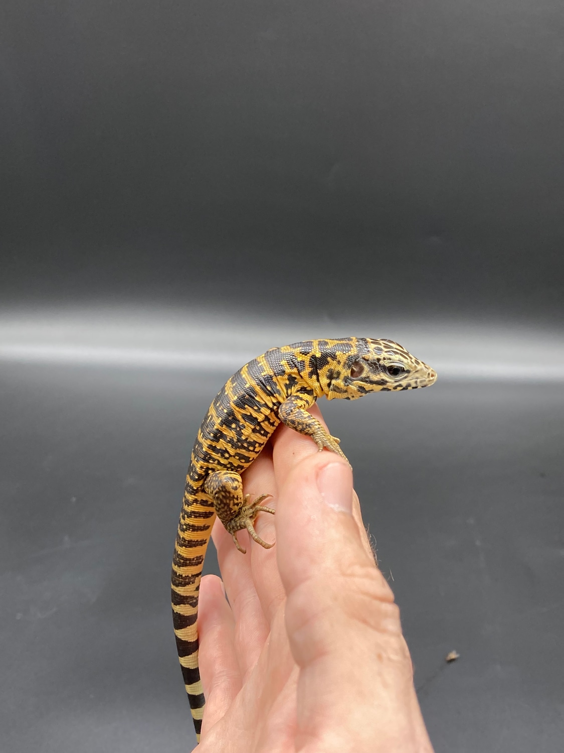 2023 Gold Tegu Columbian Tegus by 215 Reptiles - MorphMarket