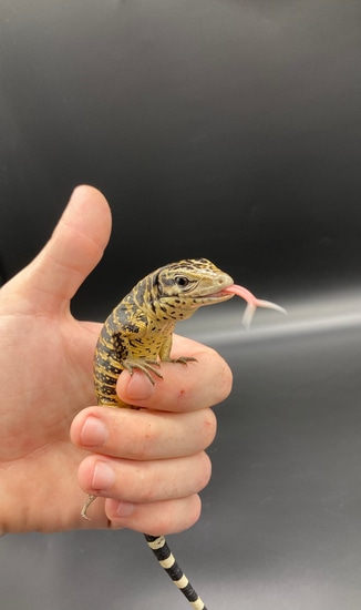 2023 Gold Tegu Columbian Tegus by 215 Reptiles