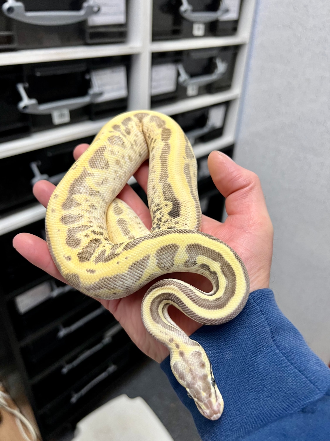 Leopard Superfly Pos Het Pied Ball Python by CKRoyals - MorphMarket
