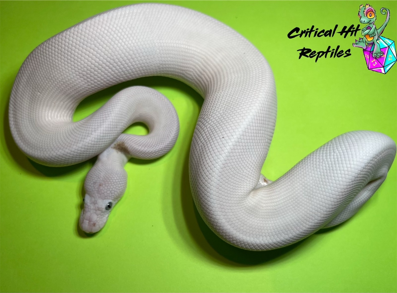 Black Head Lesser Mojave Ball Python by Critical Hit Reptiles - MorphMarket