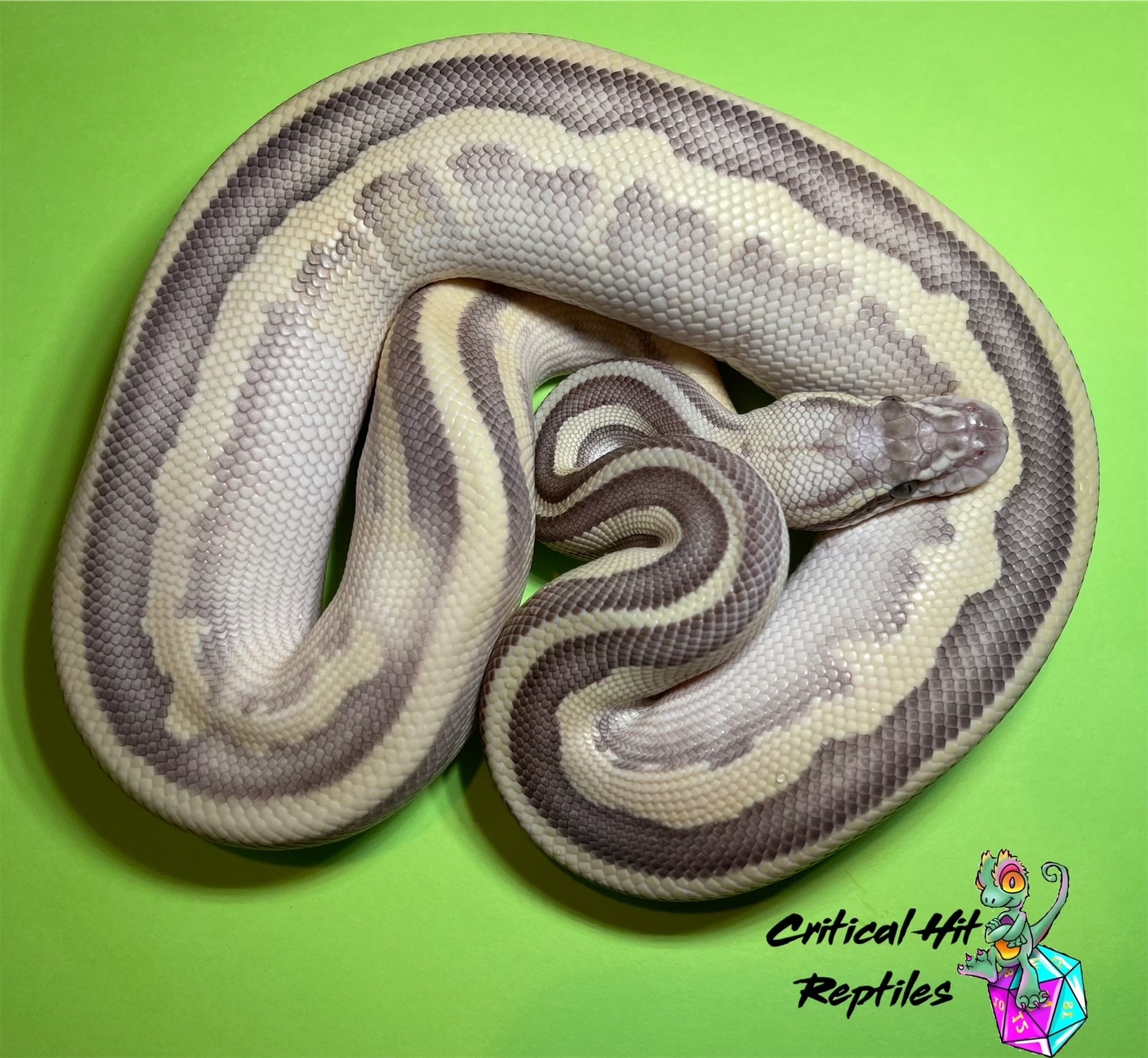 Orange Dream Leopard Fire Pastel Lesser Ball Python by Critical Hit ...