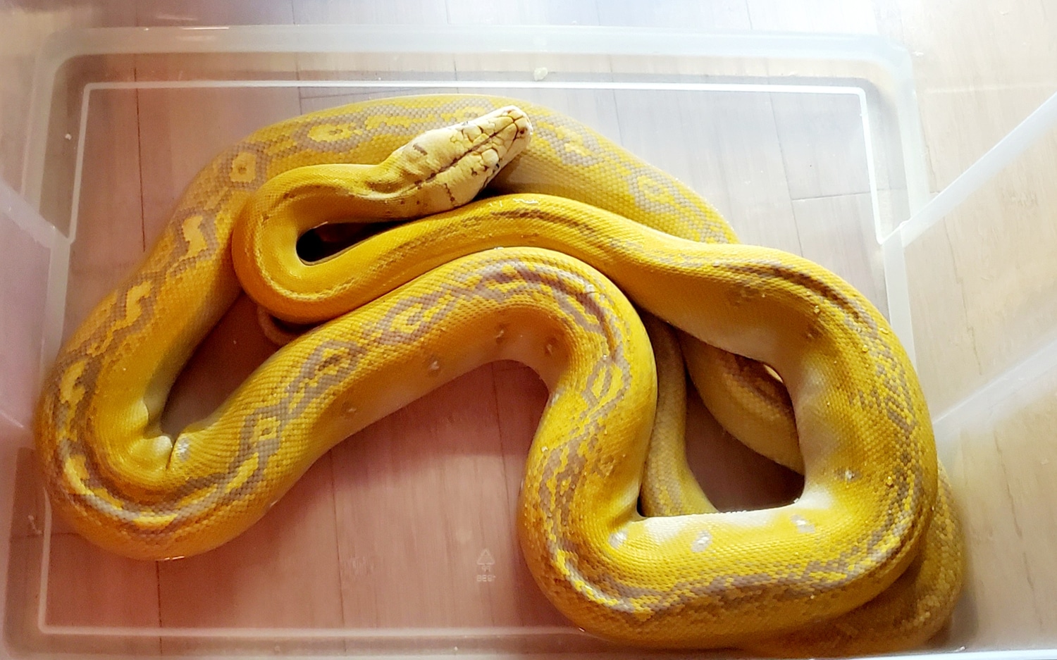 Purple Golden Child Reticulated Python by Anglo Exotics - MorphMarket