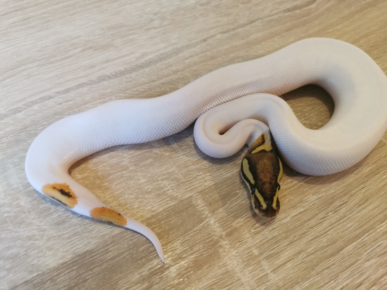 Enchi Yellow Belly Poss Fire Piebald 66 % Het Hypo Ball Python by Chris ...