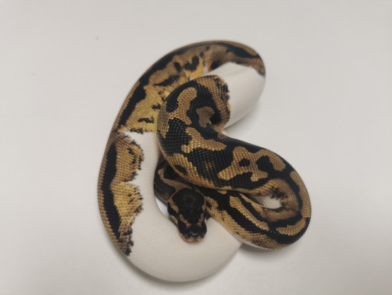 Piebald Het Axanthic TSK Ball Python by Chris Lorenzen
