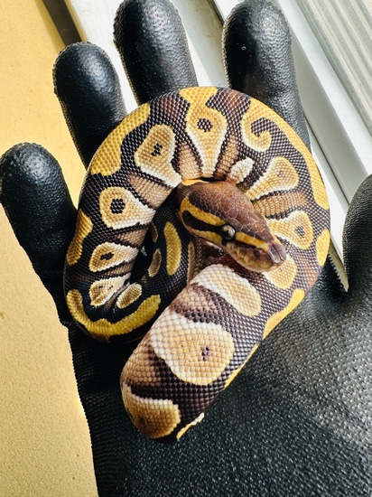 Mystic/Mojave %100 Het Clown Ball Python by Axanthic