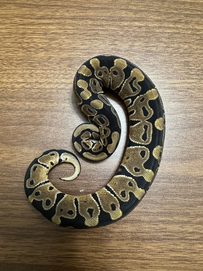 Normal %100 Het Clown Ball Python by Axanthic
