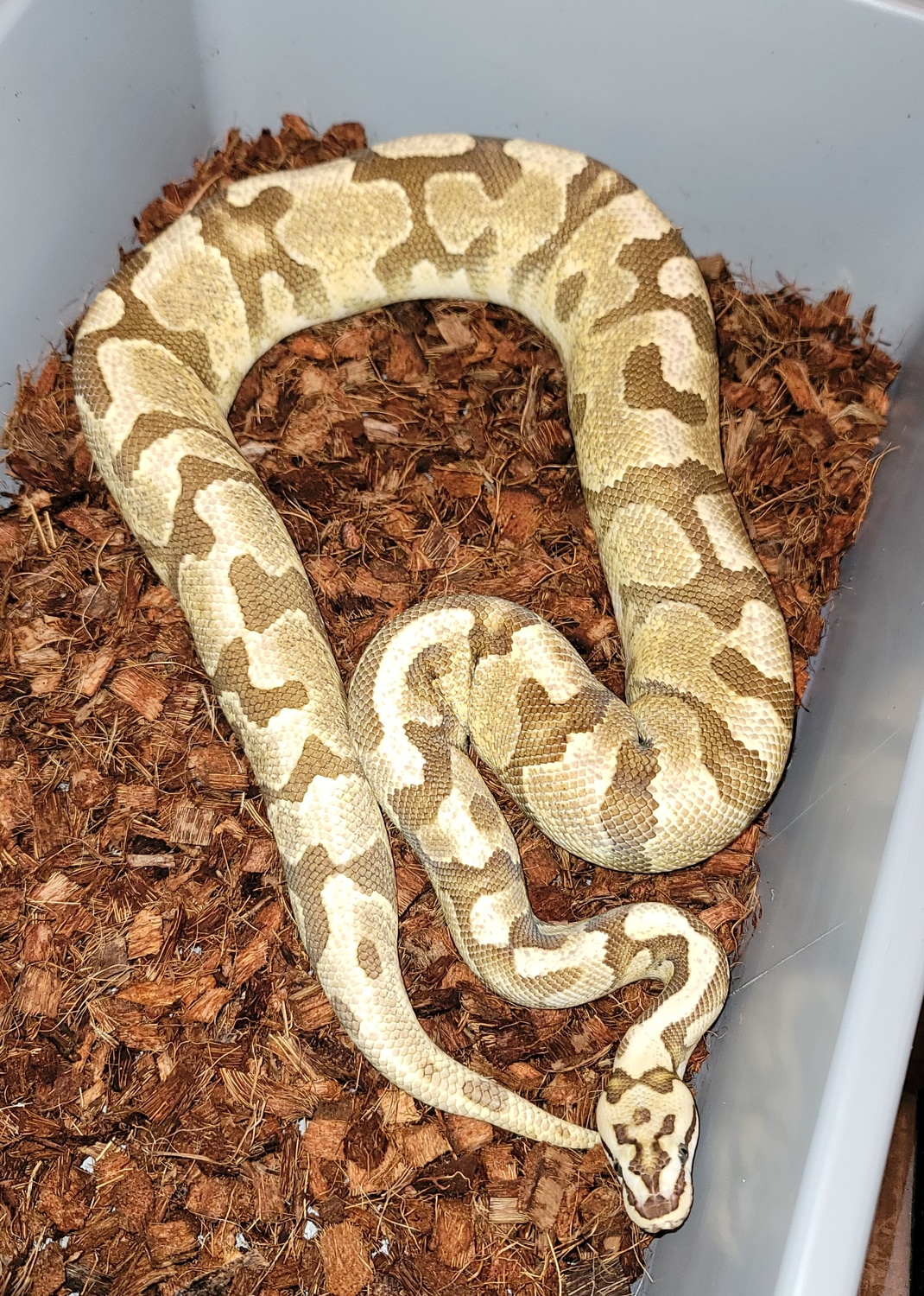 Enchi Fire Yellow Belly Spotnose Het Clown Ball Python by Unique Scales ...