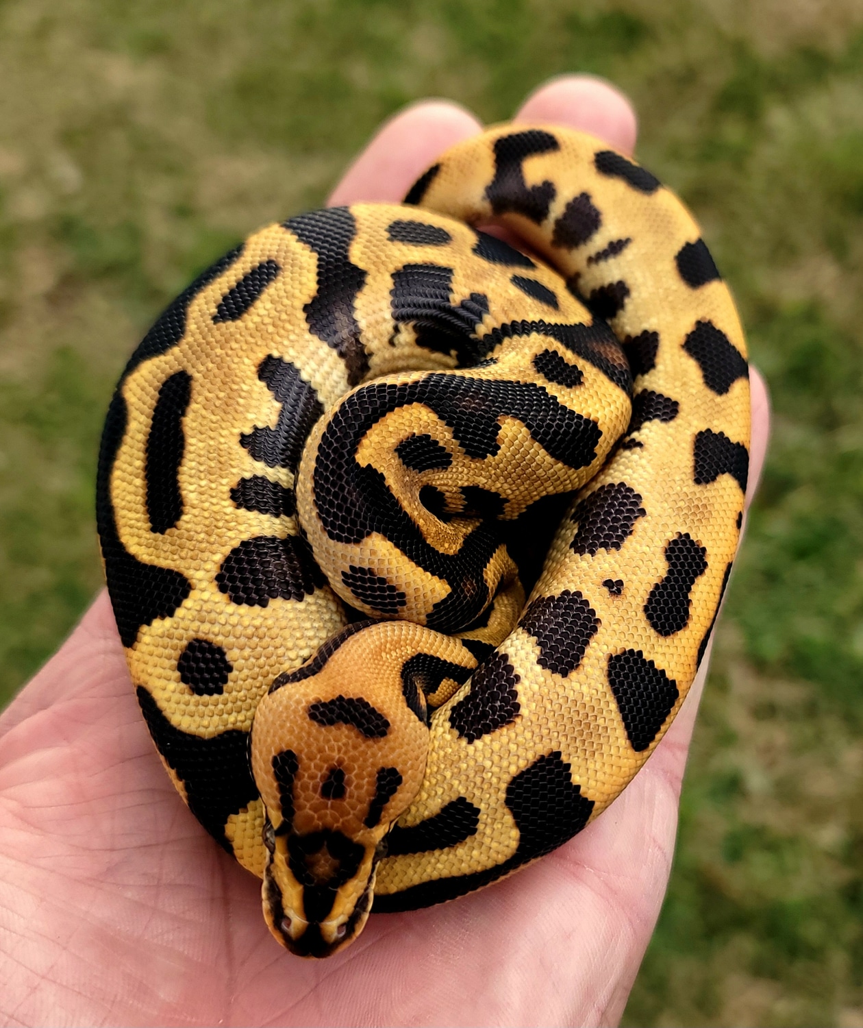 Orange Dream Leopard Crypton Het Desert Ghost 66% Het Hypo Ball Python by Unique Scales ...
