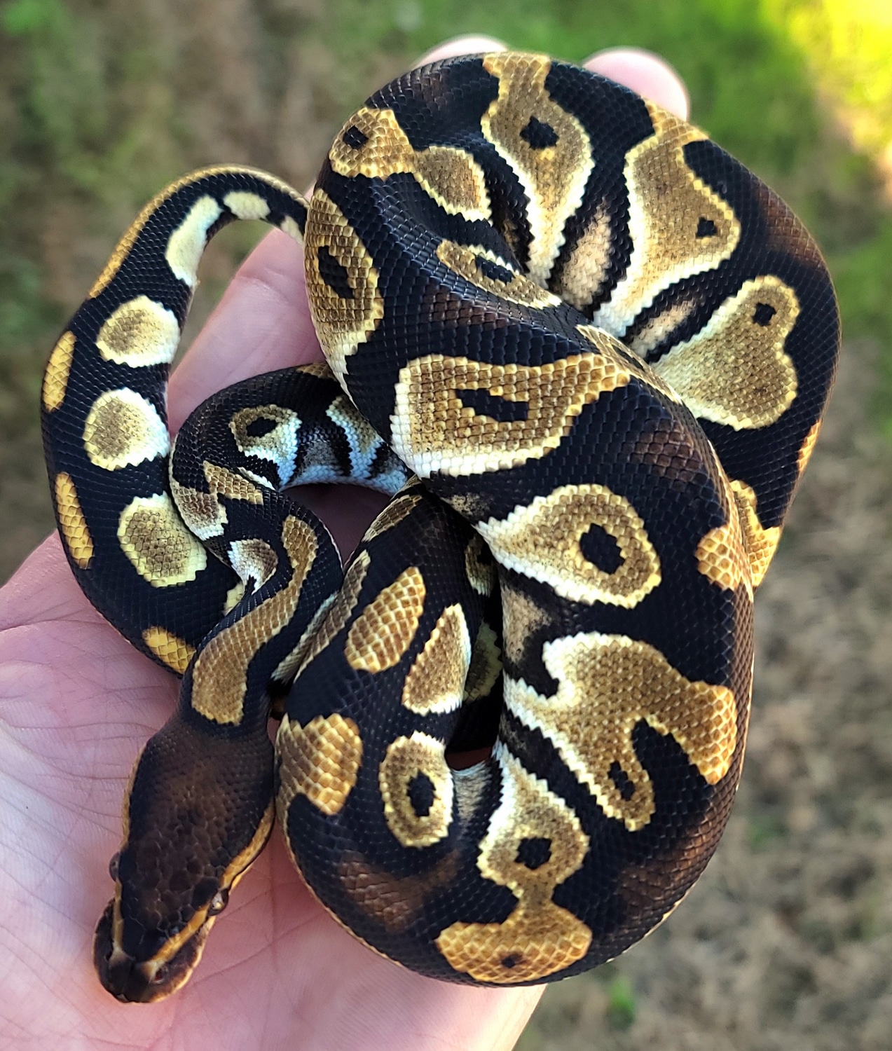 Orange Dream Yellowbelly Blackhead Het Clown Ball Python by Unique Scales - MorphMarket