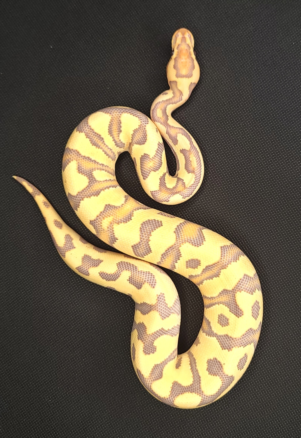 Orange Dream Fire Crypton Hypo Het Desert Ghost Ball Python by Unique ...