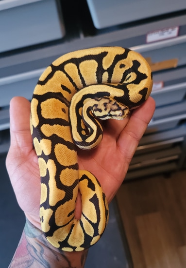 Orange Dream Spotnose Fire Het Clown Het DG Ball Python by Unique Scales