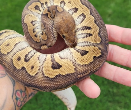 Orange Dream Leopard Hurricane Desert Ghost 50% Het Hypo Ball Python by ...