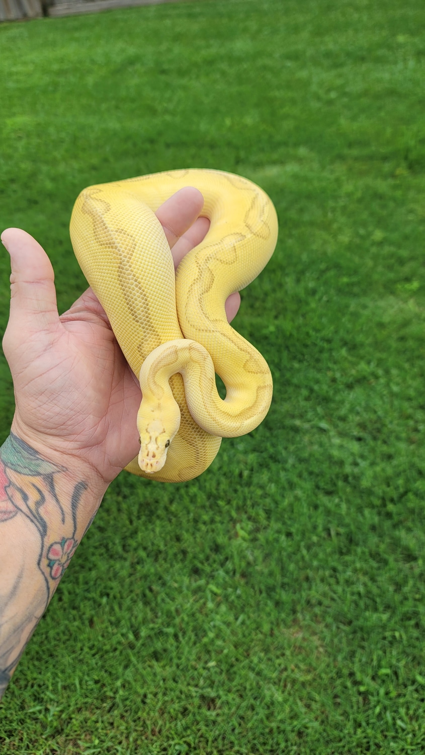Pastel Orange Dream Yellowbelly Vanilla Enchi Clown Ball Python by ...