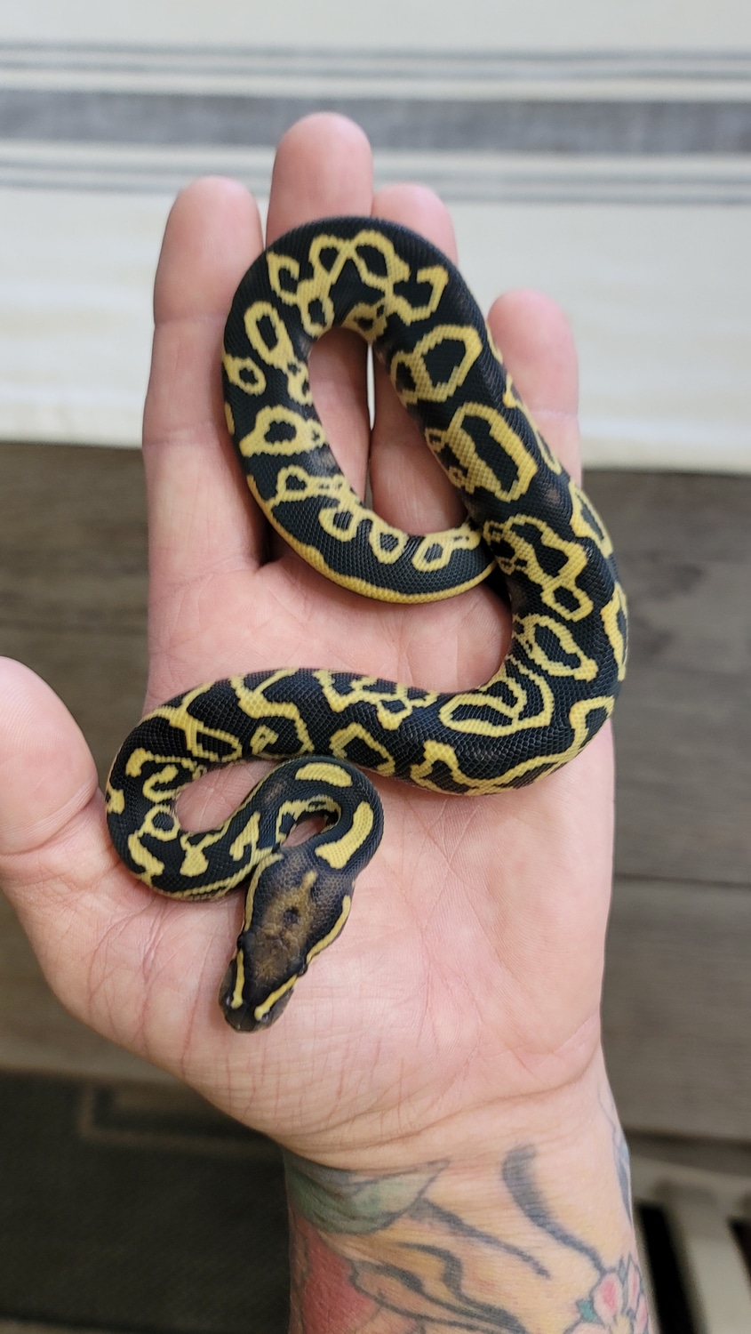 Orange Dream Leopard Hurricane Desert Ghost 50% Het Hypo Ball Python by ...