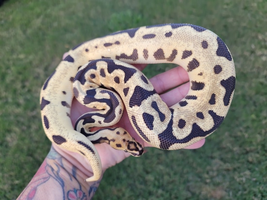 Orange Dream Leopard Spotnose Fire Het Desert Ghost Het Clown Pos Het ...