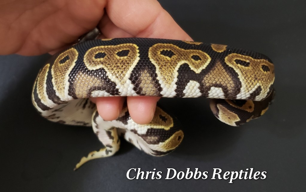 Blackhead Ringer Gene 66% Het Lavender Albino Ball Python by Chris ...